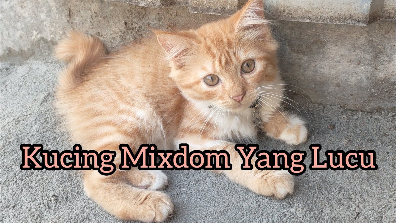 Kenalan Sama Anak Kucing Mixdom Oyen Bernama Nabati - YouTube