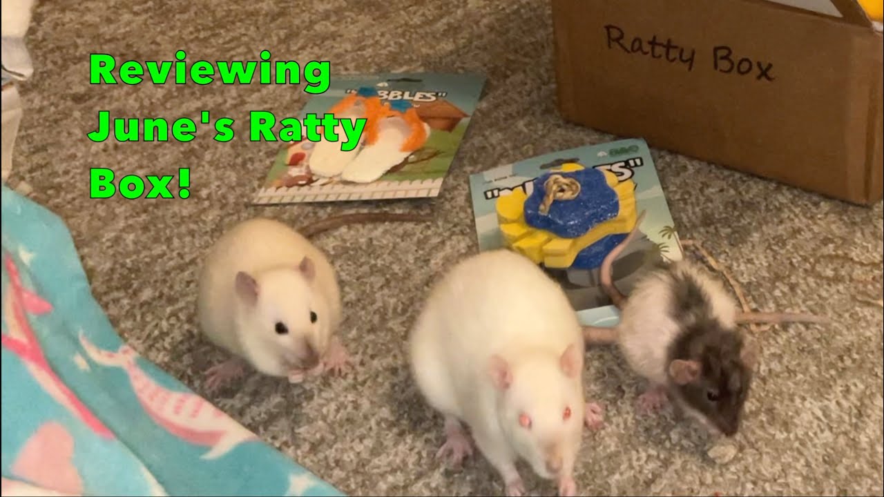 Reviewing June 2023's Ratty Box! - YouTube