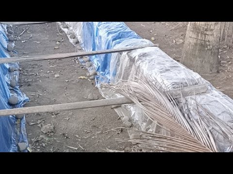 PASINGAW MUNA TAYO NG 1HR #VOLVAMUSHROOM #TIPS - YouTube