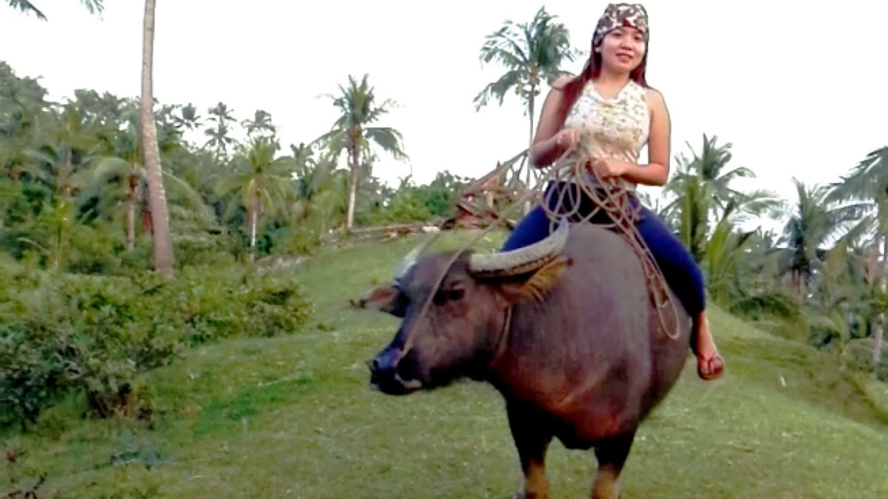 Riding Carabao Girl😅 - YouTube