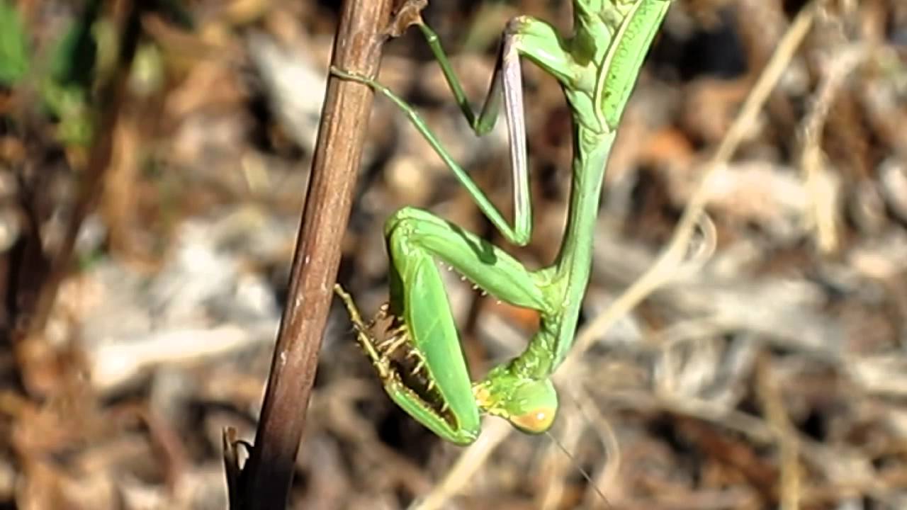 Praying Mantis eats a butterfly - YouTube
