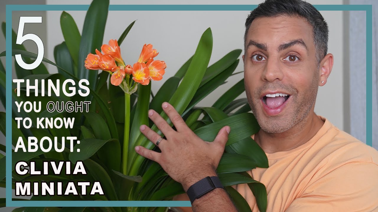 5 Things You Ought To Know About Your Clivia Miniata (Fire Lily) Plant ...