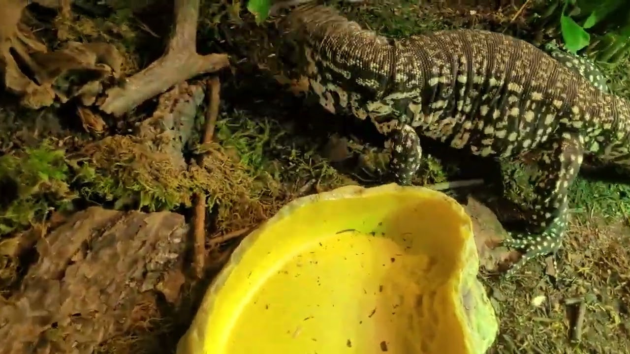 Warning ⚠️ Live feeding! Argentine Tegu Rex eats 5 mice in a row - YouTube