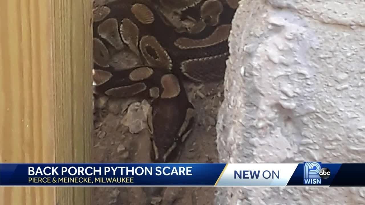 5-foot python found under Riverwest porch - YouTube