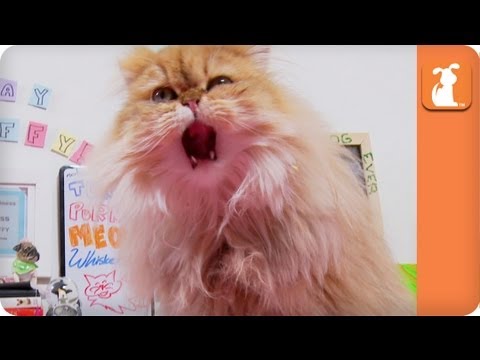 Jenna Marbles Parody - How to Avoid Getting Petted... - Kitten on a Keyboard