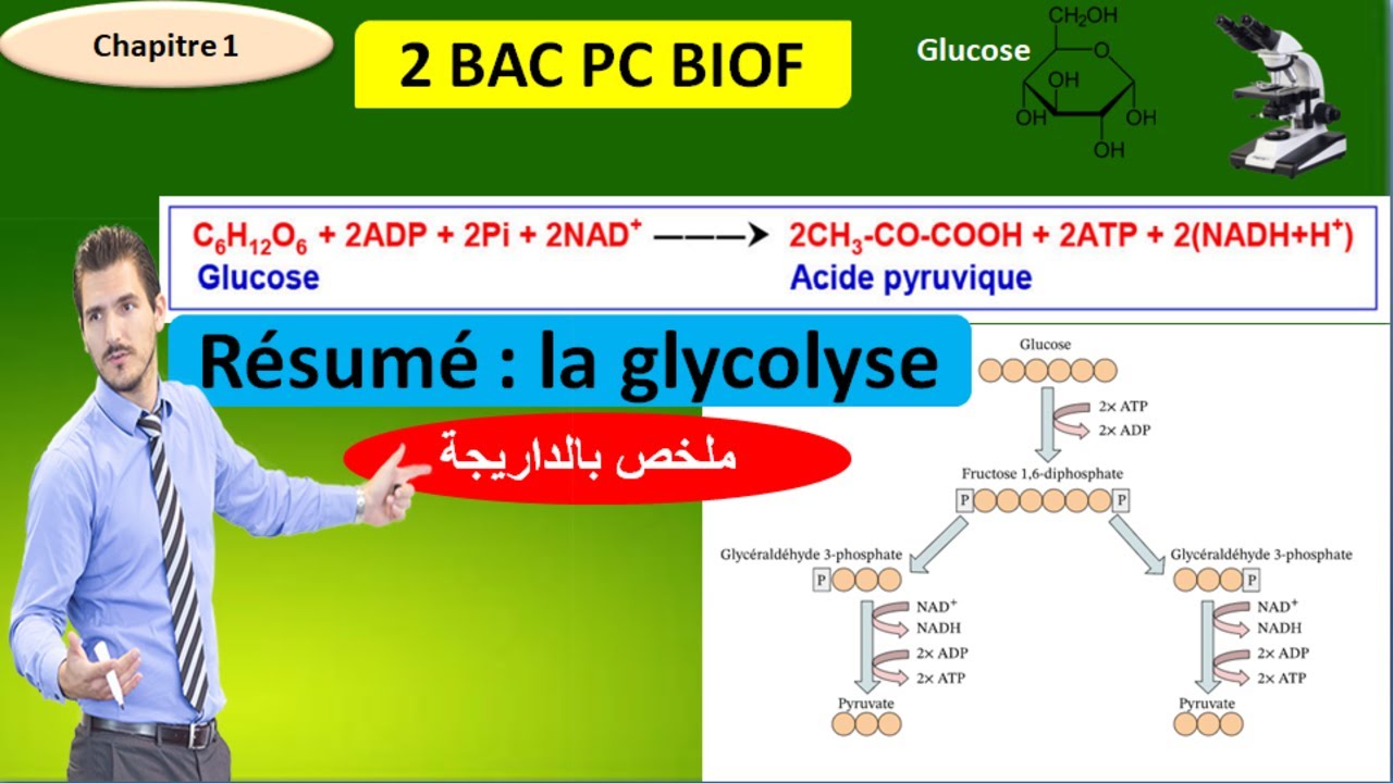 Résumé : La glycolyse svt 2 bac pc biof (أسهل ملخص بالداريجة) - YouTube