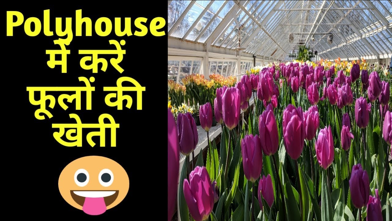 Greenhouse flower farming | polyhouse flower farming in India - YouTube