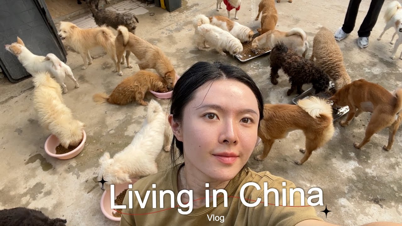 Inside China's Homeless Dog Shelter | Vlog - YouTube