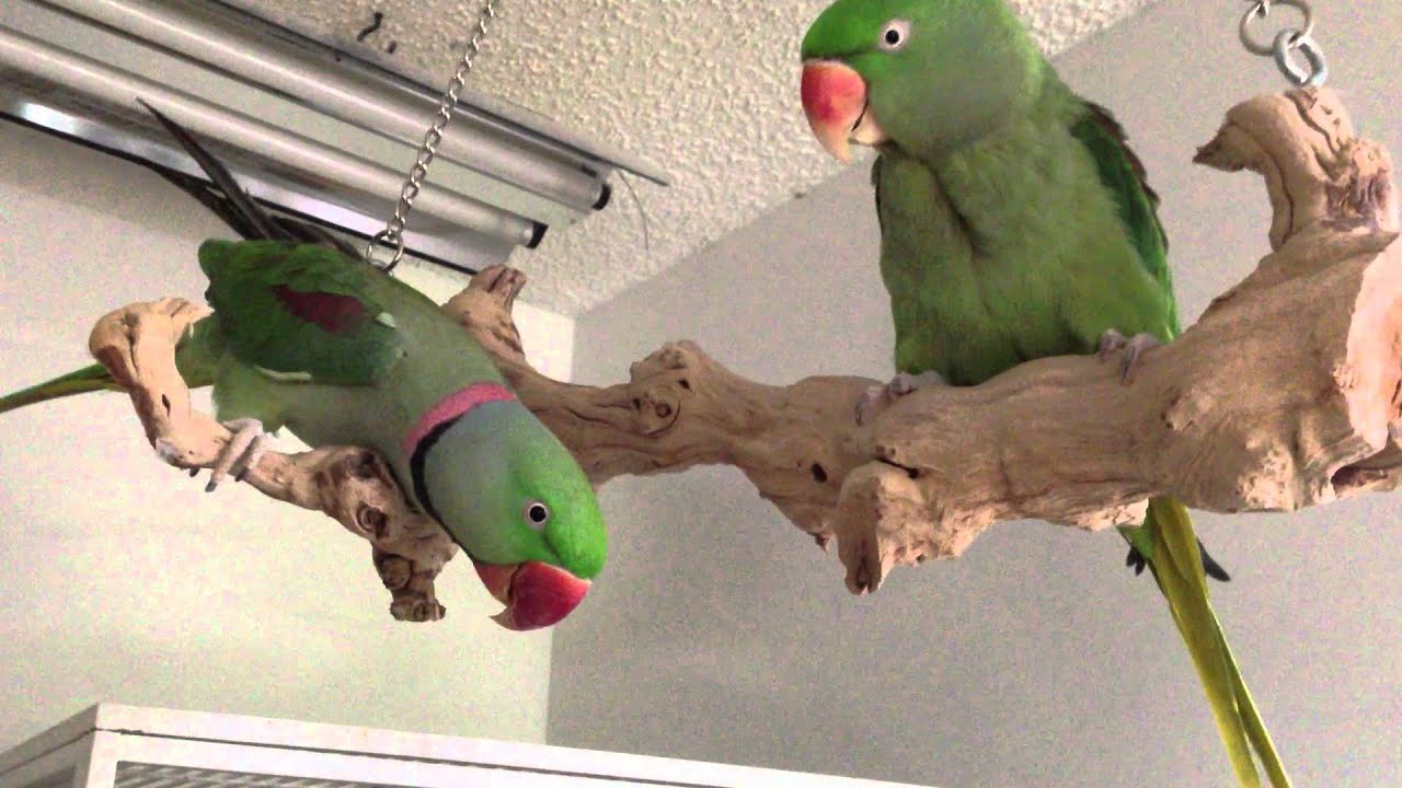 Alexandrine Parrots "Over The Moon:" About Thanksgiving Dinner. My ...