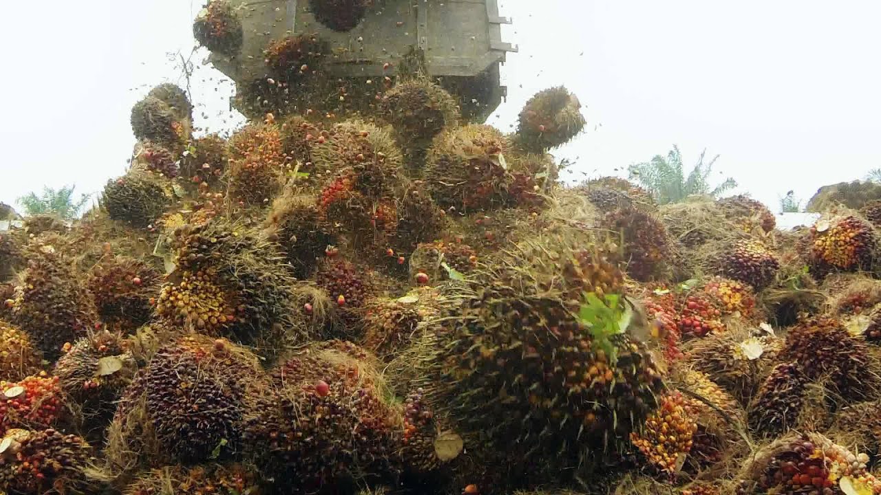 MPOB F4 Premium Fertilizer - YouTube