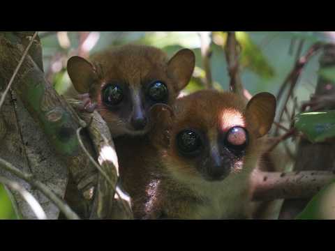 Mikrocebus fare lemuru, Agnolakely Doğa Koruma Alanı, Madagaskar