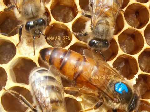 esmerin adı oya🍯🐝
