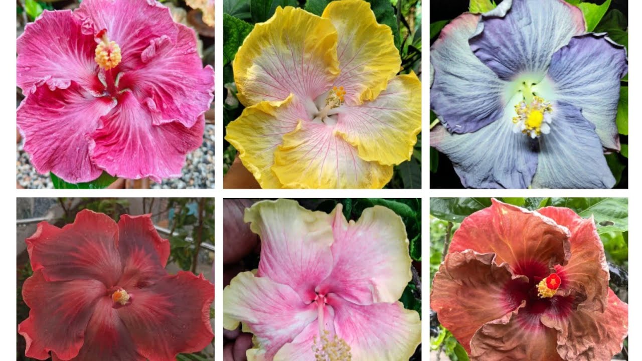 Amazing 50 different colours hibiscus flowers varieties for garden # ...