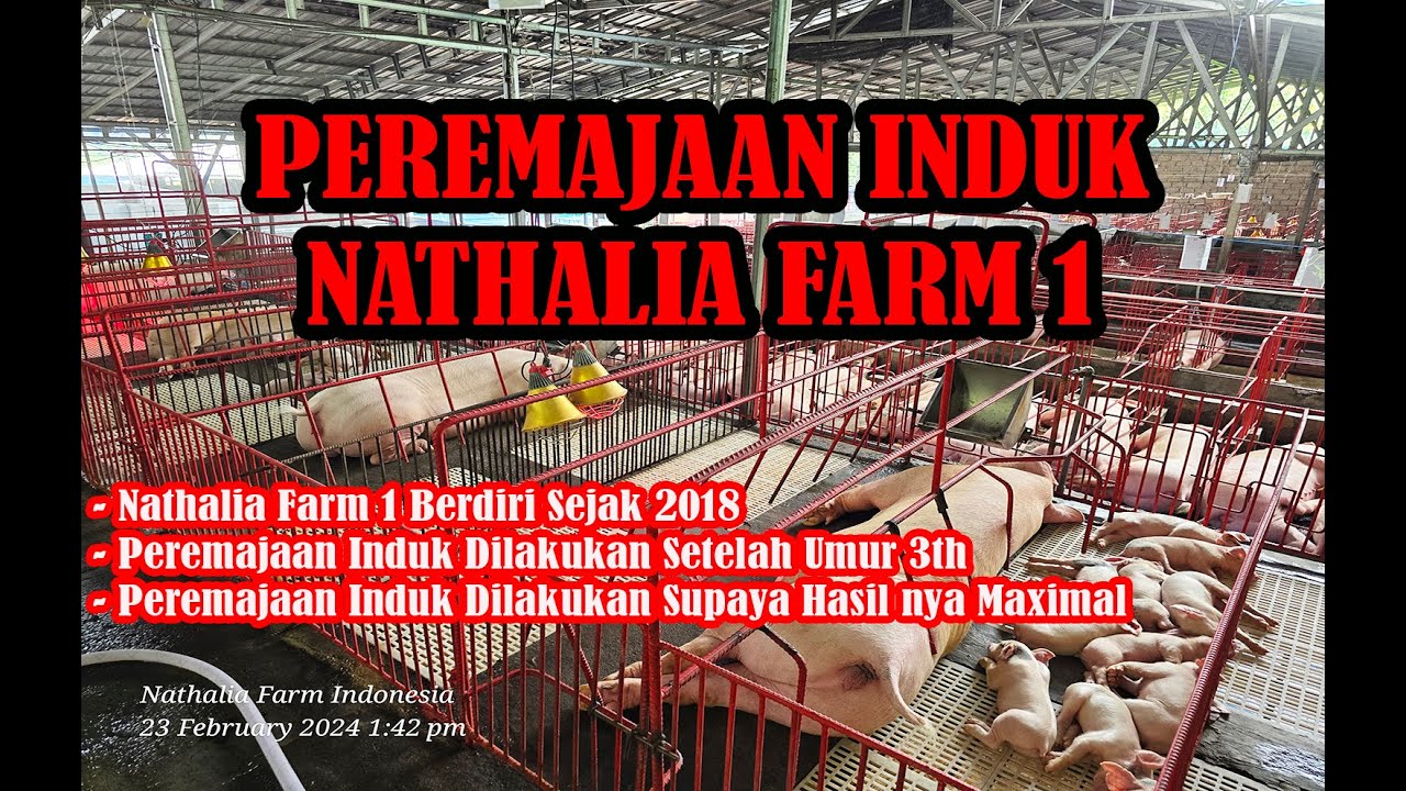 Peremajaan Induk di Nathalia Farm 1 Berdiri Sejak 2018 - YouTube