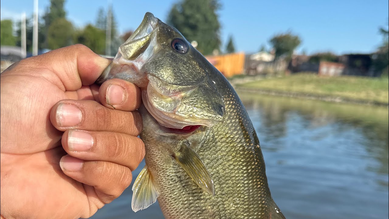 Fishing the white slough in Stockton, California - YouTube