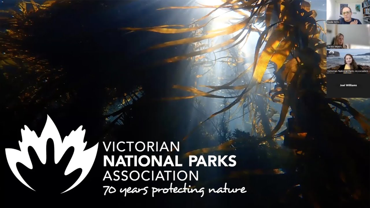 Great Victorian Fish Count 2025 - Full Event - YouTube