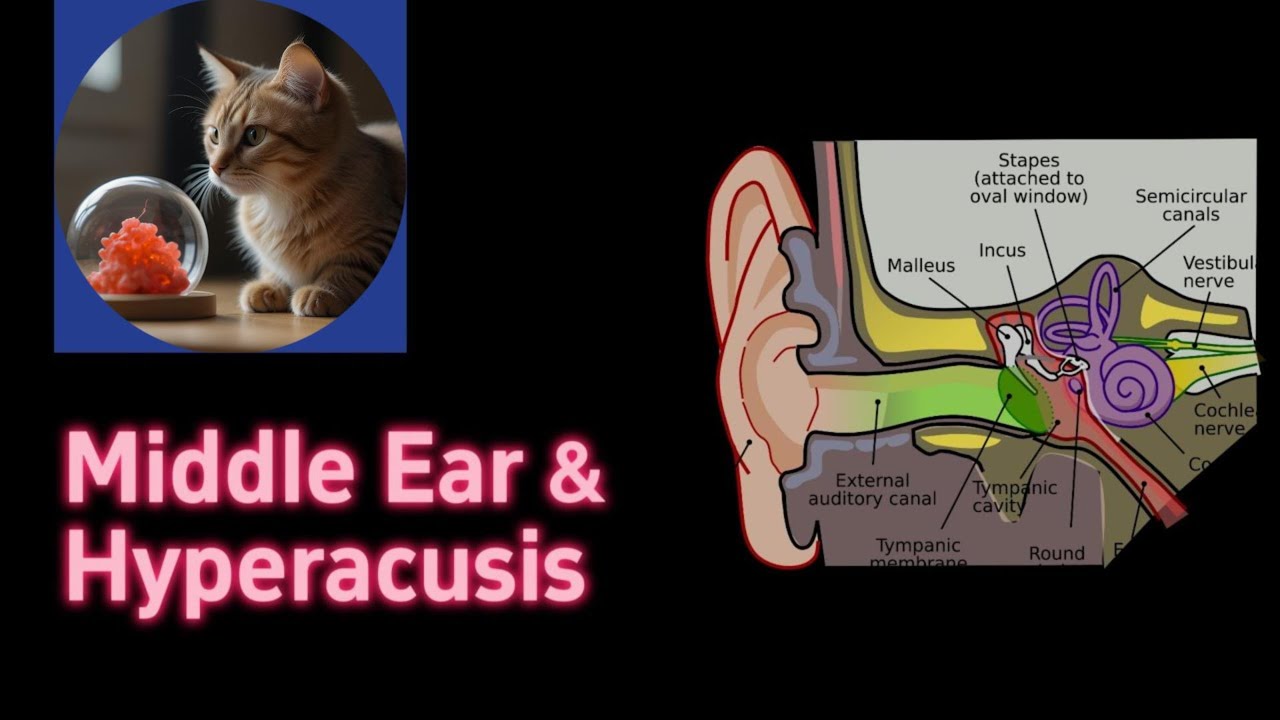 𝗛𝘆𝗽𝗲𝗿𝗮𝗰𝘂𝘀𝗶𝘀 🎃 𝗠𝗶𝗱𝗱𝗹𝗲 𝗘𝗮𝗿 𝗔𝗻𝗮𝘁𝗼𝗺𝘆 - 𝗨𝗦𝗠𝗟𝗘 𝗨𝗪𝗼𝗿𝗹𝗱 𝗤𝘂𝗲𝘀𝘁𝗶𝗼𝗻𝘀, 𝗠𝗕𝗕𝗦, 𝗠𝗥𝗖𝗣 ...