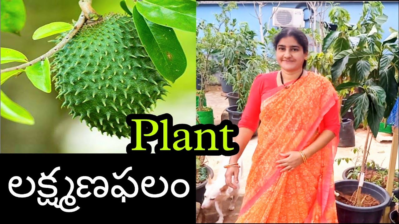 Lakshmana Phalam Plant In My Terrace Garden | Tanu's Gardening - YouTube