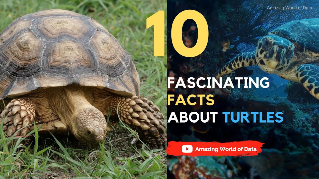 10 Fascinating Facts About Turtles - YouTube
