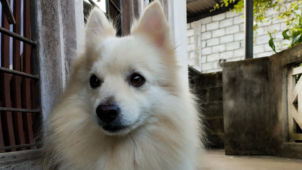 DOG Head massage #japenesespitzdog #dog - YouTube