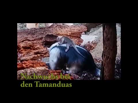 Nachwuchs bei den Tamanduas | Zoo Frankfurt