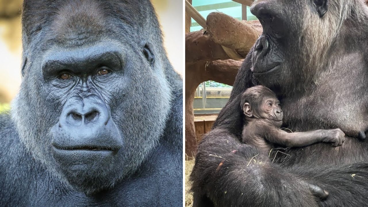 🦍 The Untold Story of Gorillas: Secrets You Never Knew! - YouTube