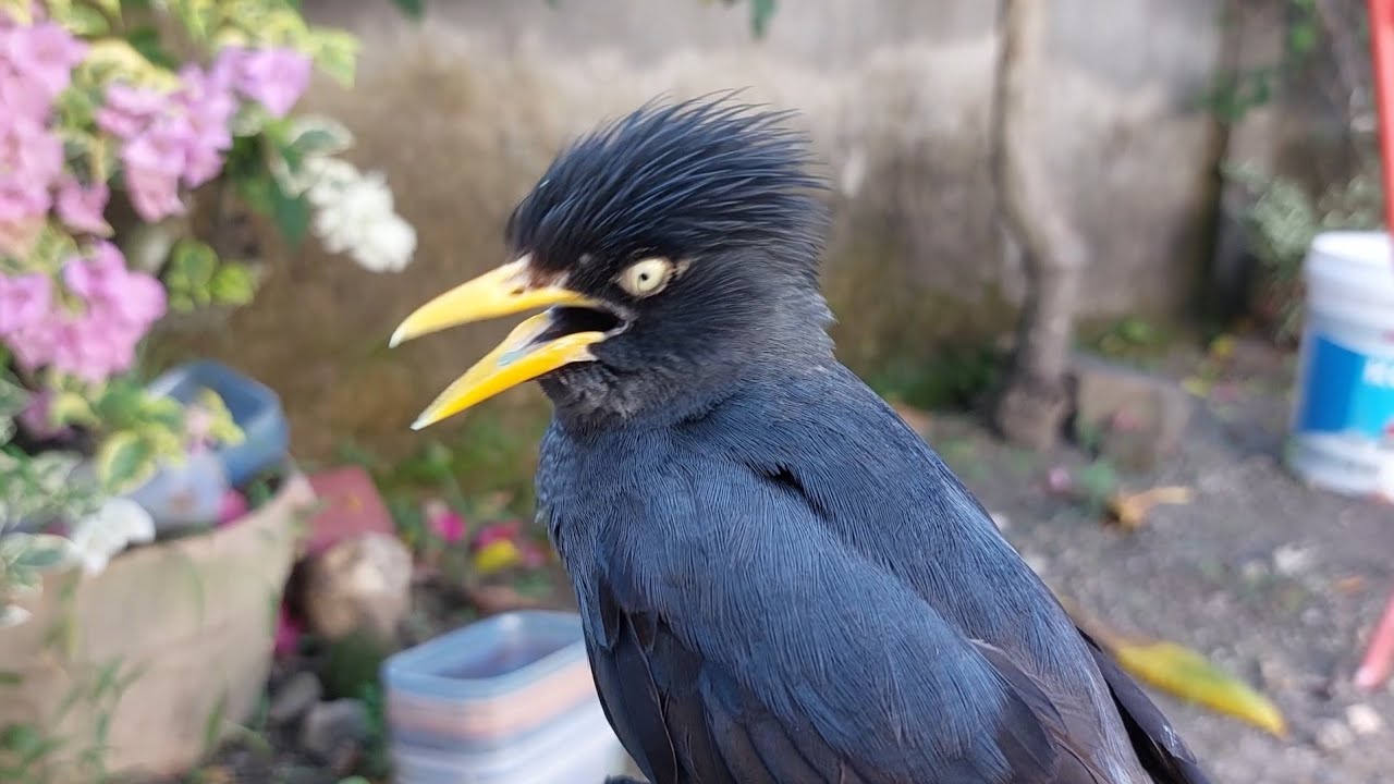 Jalak kebo Mata Kuning Suara Asli / Suara Alamnya Belum Masuk Isian ...