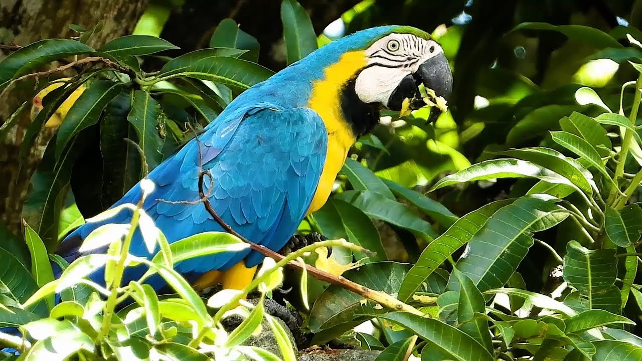 BLUE-AND-YELLOW MACAW (ARA-ARARAUNA), ARARA-CANINDÉ, ARA-ARAUNA. - YouTube