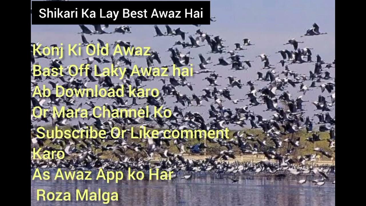 Konj ka Shikar /Konj ka Shikari Ka lay Old Awaz / Demoiselle Crane ...