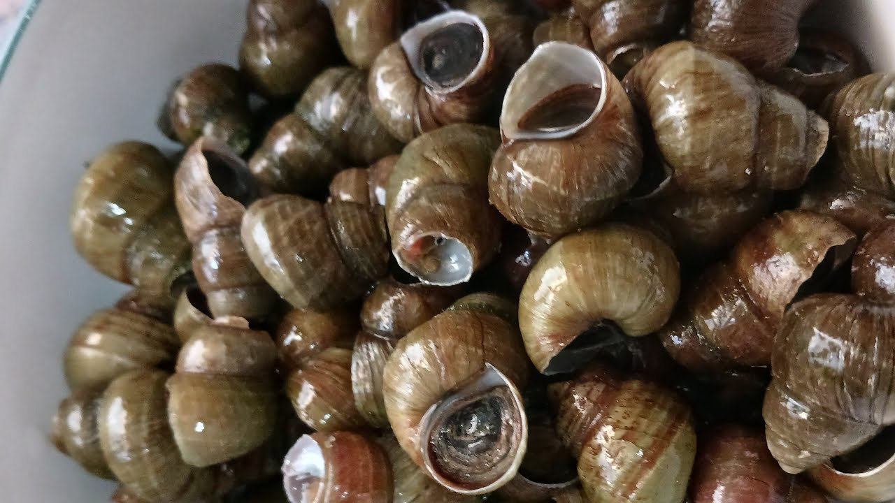 We Love Cooking ️ COOKING SUSO OR SHELL #asmr #cooking #satisfy # ...