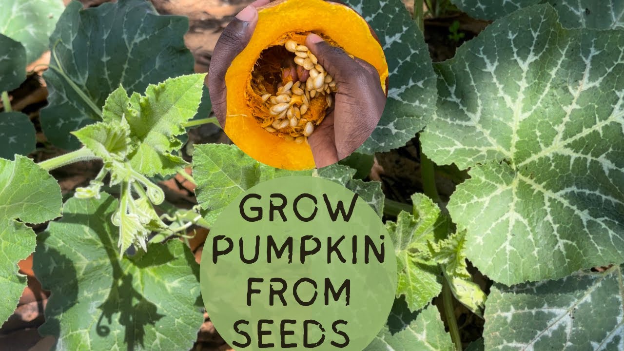 Growing pumpkin from seeds to harvesting the shoots 60 days timelapse ...