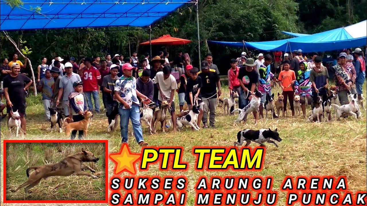 ⭐PTL TEAM Sukses Arungi Arena Sampai Menuju Puncak - YouTube