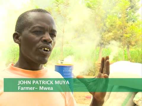 RISING RICE FARMING IN MWEA - YouTube