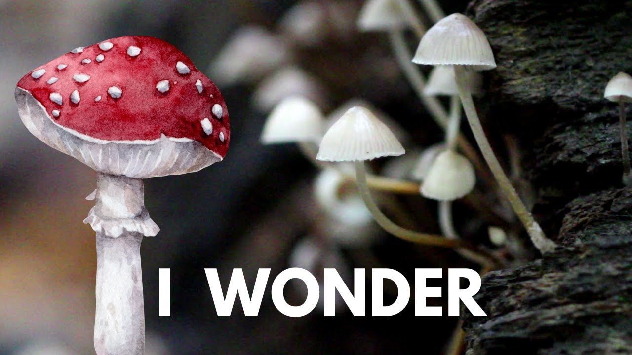 Magical Autumn Woodland || Forest Therapy || Hidden Dangers of Foraging ...