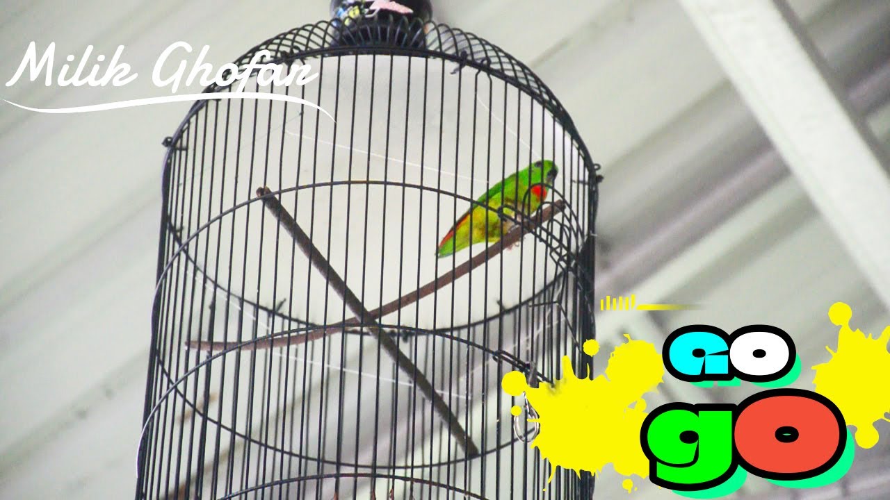 AKSI SERINDIT GOGO MILIK MR. GHOFAR JUARA 1 DI 3ST ANNIVERSARY LAPANGAN PPR FEAT SARI MELON TEAM ...