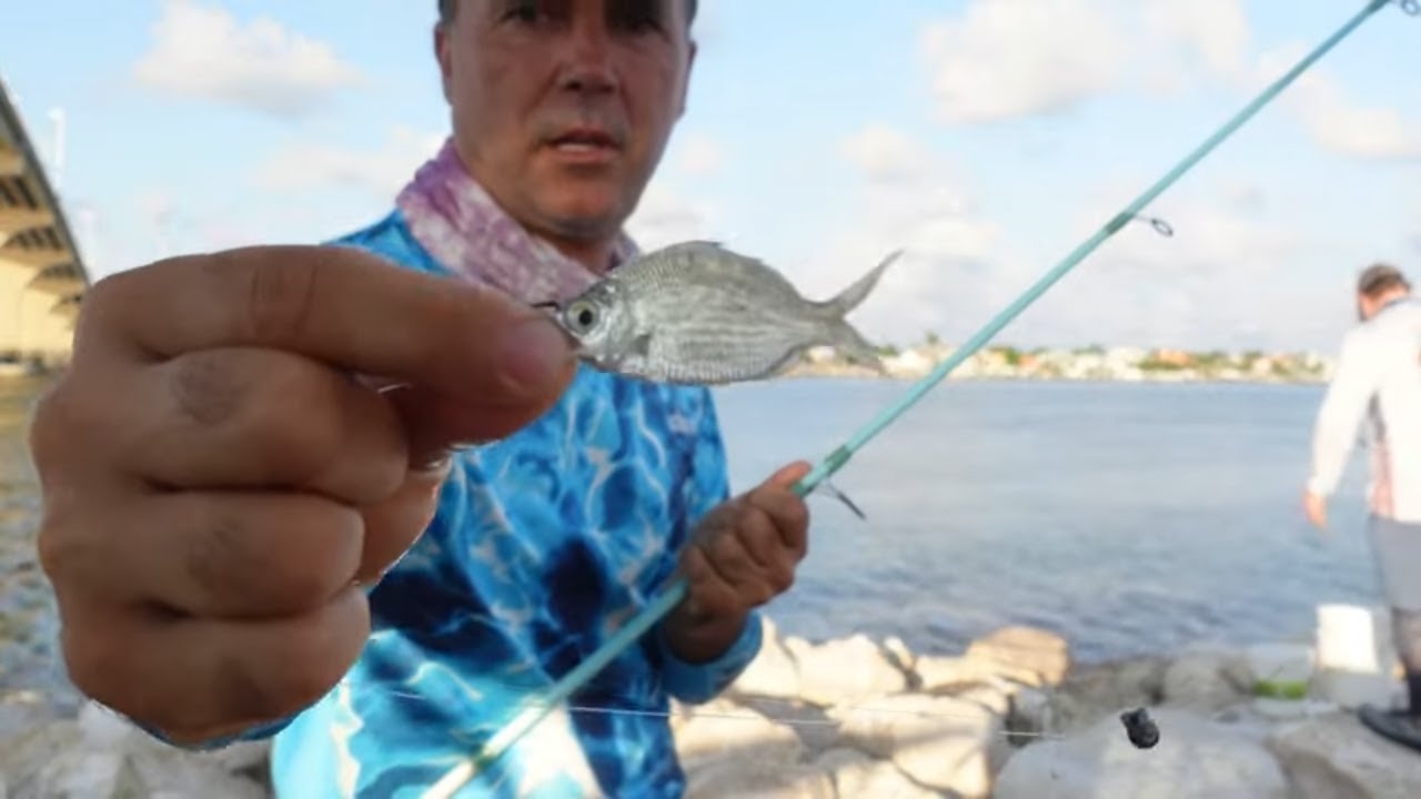 Simple and Easy way to Catch Mangrove Snapper - YouTube