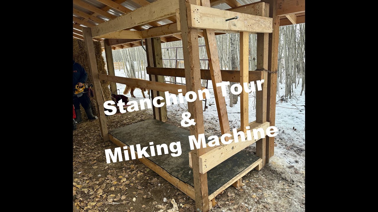 Stanchion Tour and New Milk Machine - YouTube