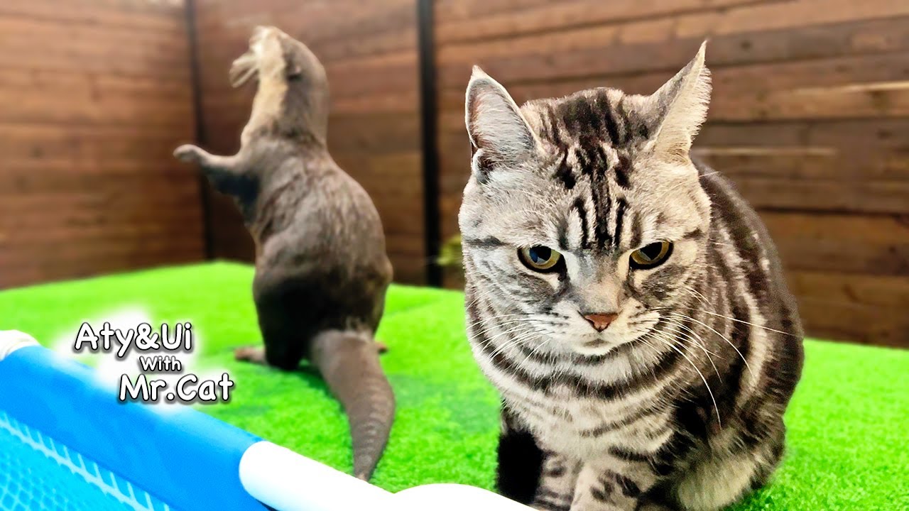 A Cat Being Inspired by an Otter [Otter Life Day 821] - YouTube
