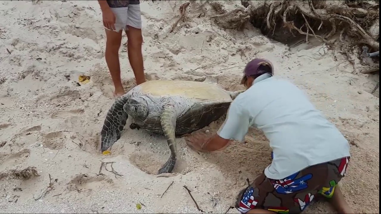 Turtle Rescues - YouTube
