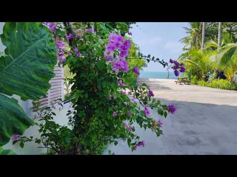 Good morning from Isla Retreat hotel, Fehendhoo - YouTube