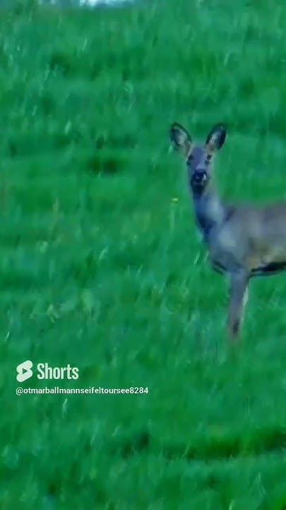 Rehe - YouTube