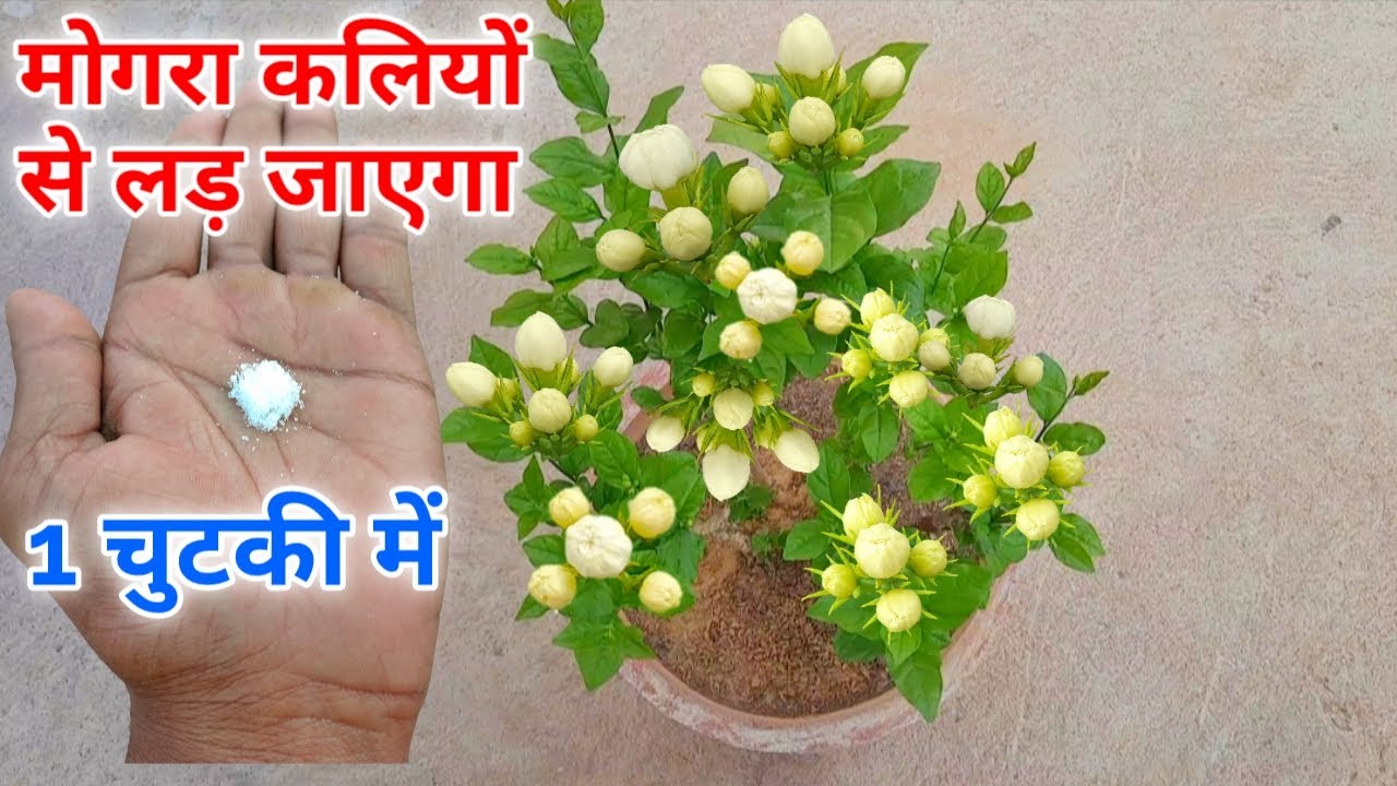 मोगरा लाखों कलियों से लड़ जाएगा | Mogra Plant Grow and Care Tips ...
