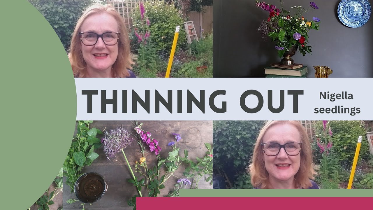 Thinning out Nigella seedlings for maximum flowering | arranging ...
