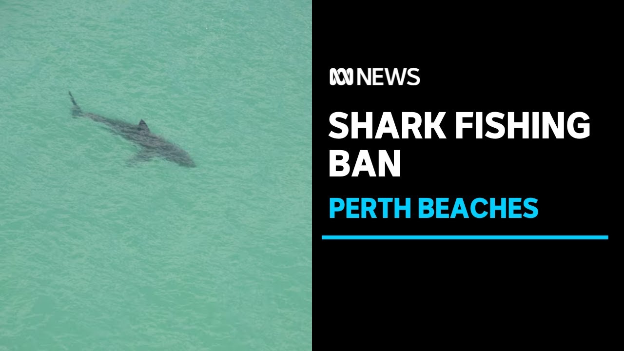 Shark fishing to be banned from all Perth beaches | ABC News - YouTube