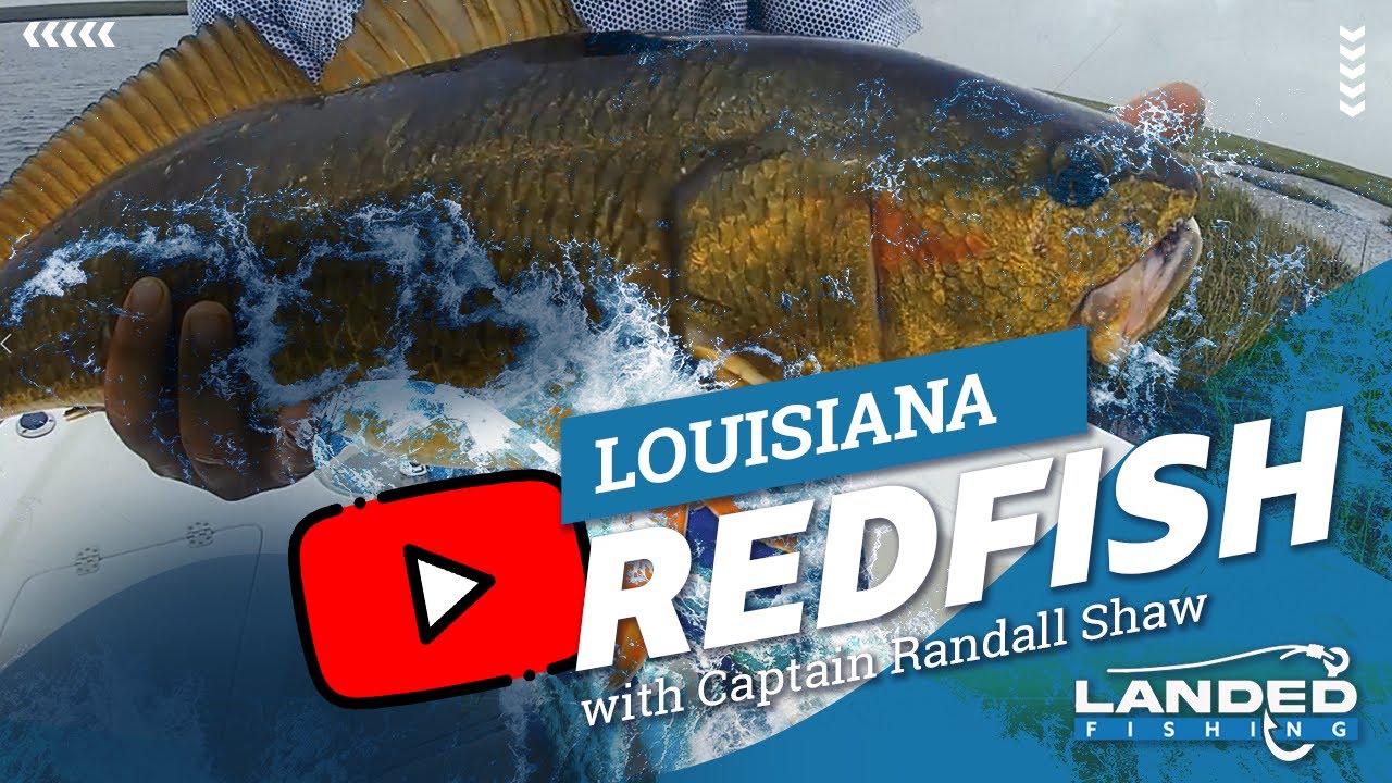 Louisiana Redfish Fishing Shell Beach Louisiana - Inshore Gulf Coast ...