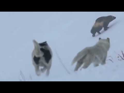 Dog vs wolverine,the dog attacks wolverine in the snow, a thrilling ...