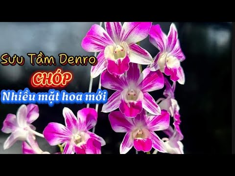 chia sẽ nhiều mặt hoa denro Chóp Mới Lạ dành cho ae đam mê || Yêu Hoa ...