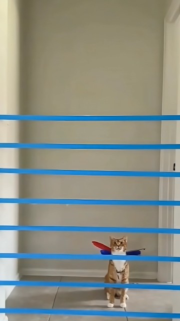 SI OYEN TUNJUKAN SKILL MELOMPAT ‼️ HASILNYA DI LUAR DUGAAN #shorts #cat #cutecat - YouTube