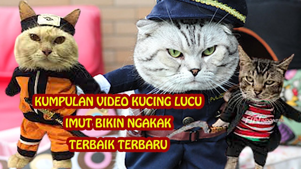 Kucing Lucu Banget Bikin Ngakak Terbaru Terbaik 2021 - YouTube