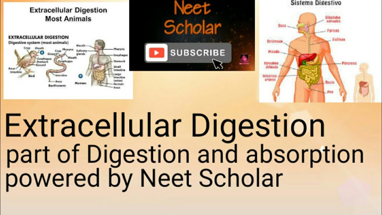 Extracellular digestion types of digestion easily explained by Neet ...